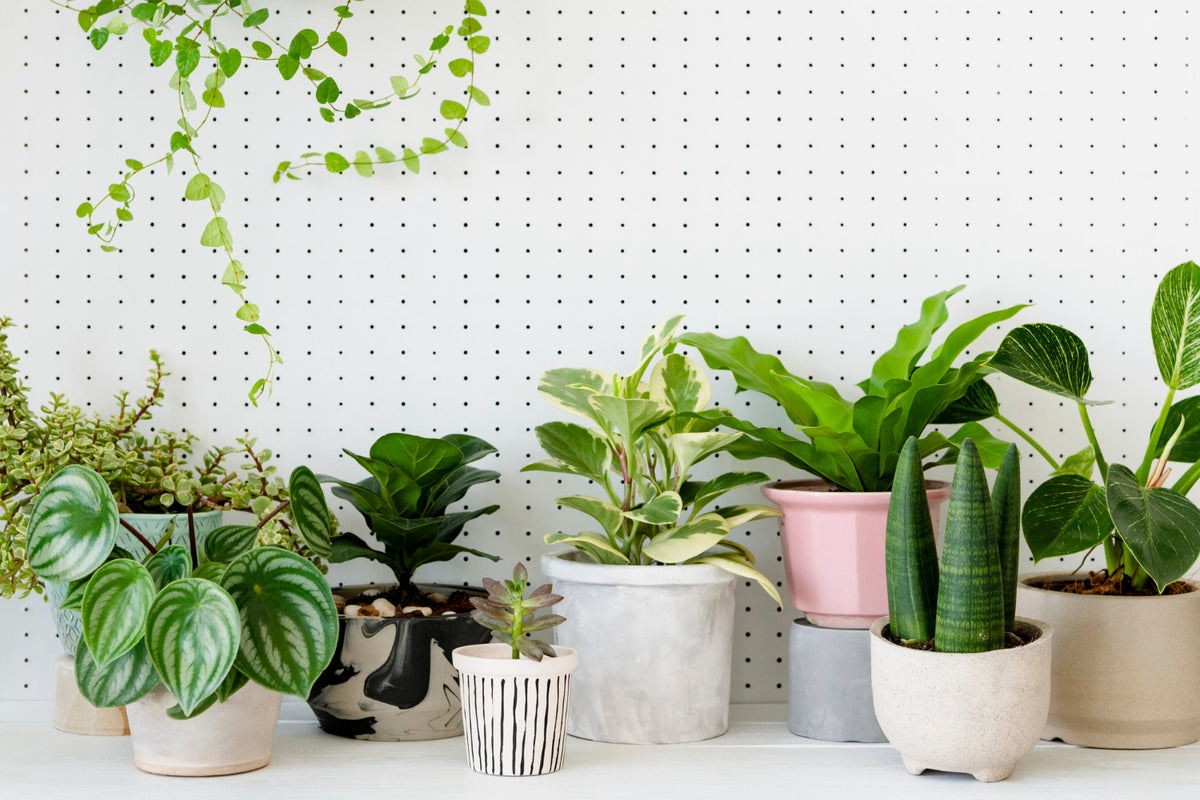 The Best Indoor Plants for Better Air Quality – Haelan Products Inc.